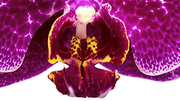 12 Things Everyone Should Know About the Clitoris