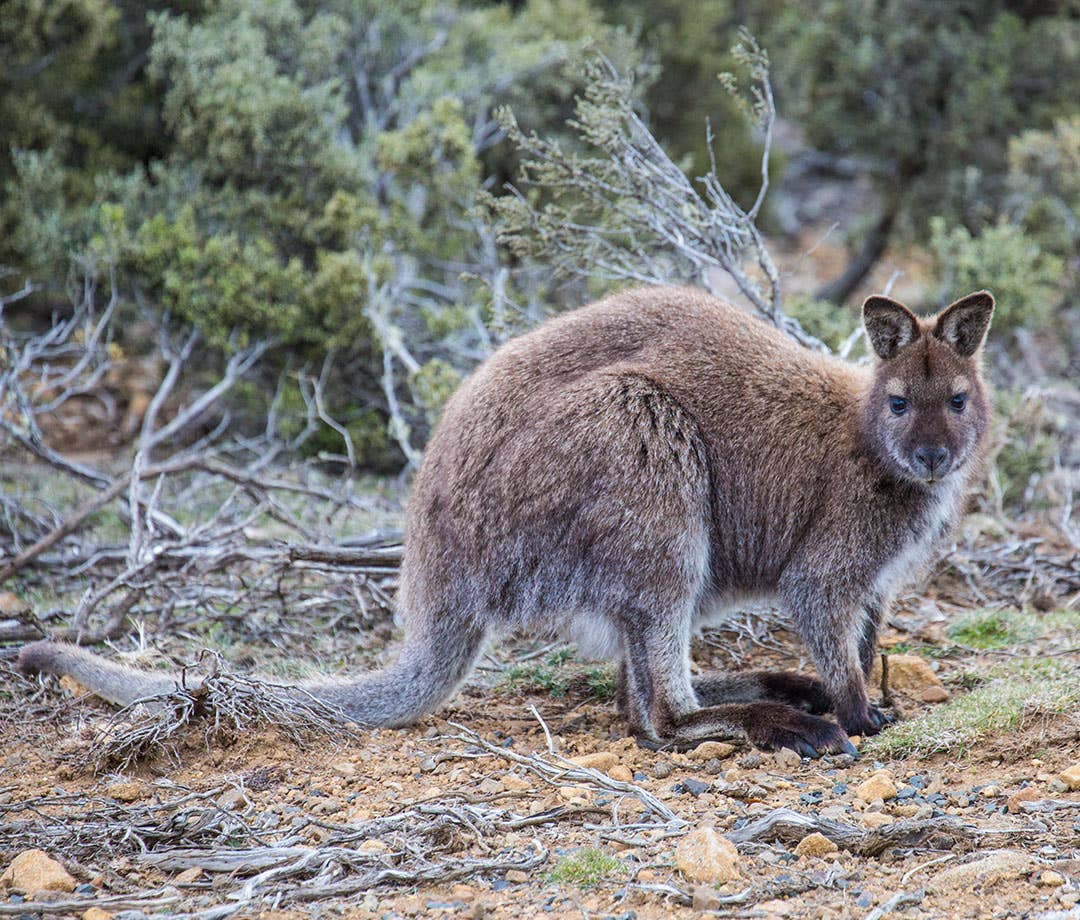 How Tasmania Became the Ultimate Fly-Fishing Dream Destination