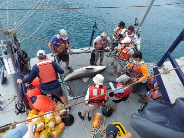 Behind the Scenes with a Shark Tagging Operation