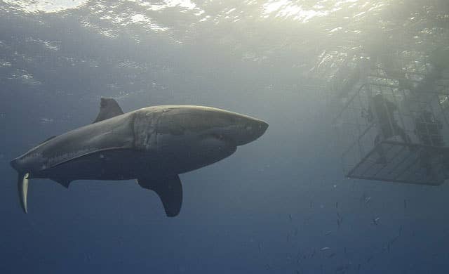 These are surfing’s most dangerous sea creatures