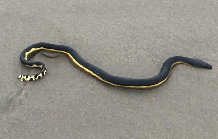 These are surfing’s most dangerous sea creatures