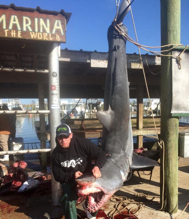 Huge mako shark is fourth-largest caught in Louisiana waters