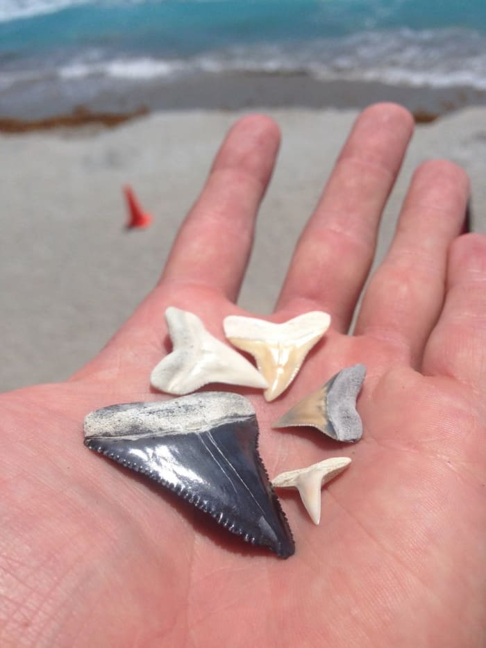 Florida beach littered with shark teeth after dredging project