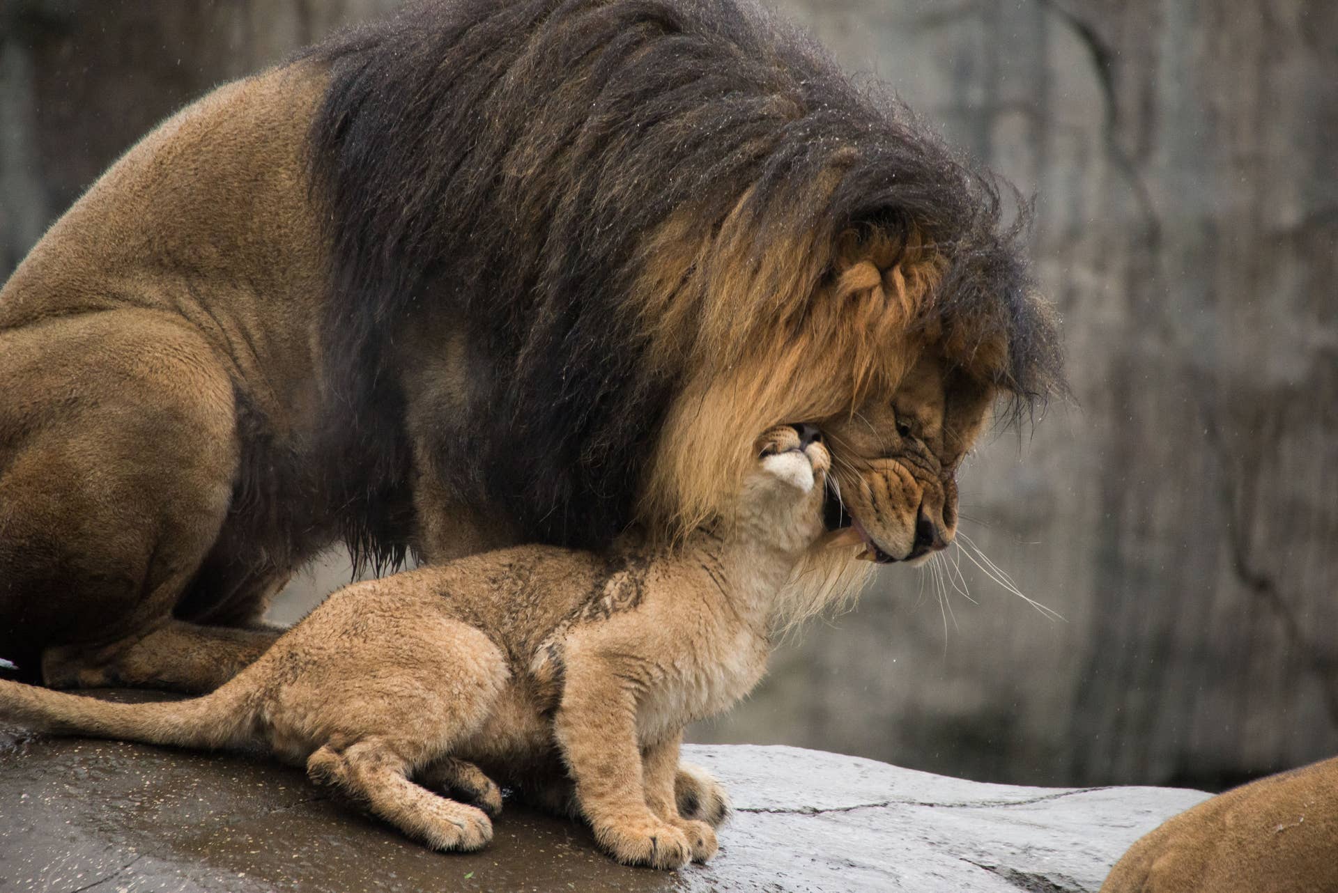 Lion cubs greeted with roars in first meeting with dad