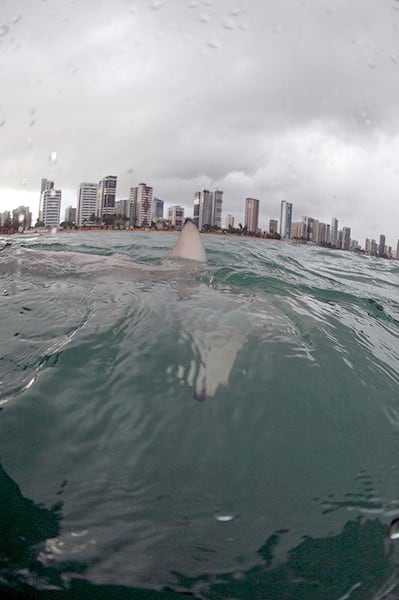 Stunning image illustrates urban shark phenomenon at Recife, Brazil