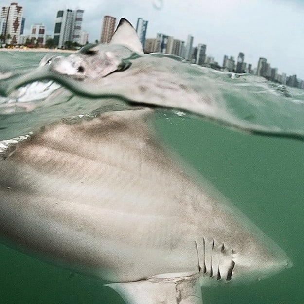 Stunning image illustrates urban shark phenomenon at Recife, Brazil