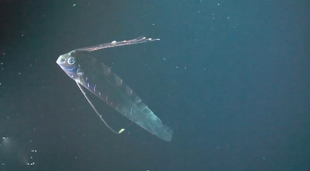ROV captures first-ever footage of oarfish in the wild