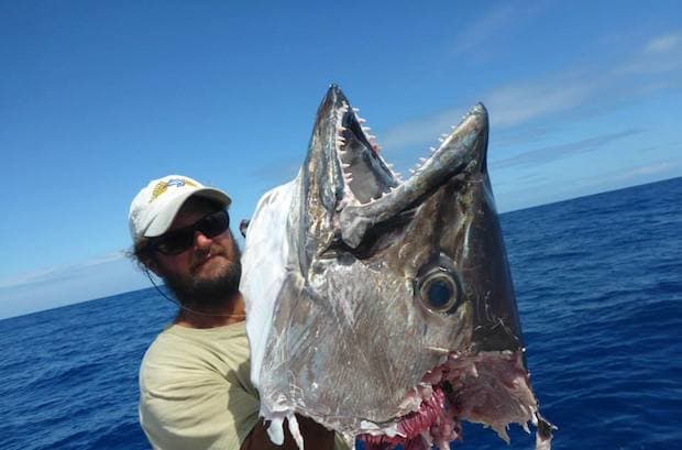 Giant dogtooth tuna becomes shark bait