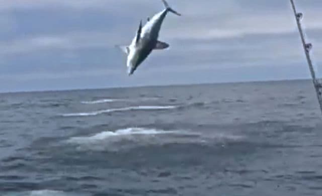 500-pound mako shark jumping toward boat prompts evasive maneuver