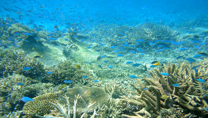 Artificial Reefs: The Solution to Coral Bleaching?