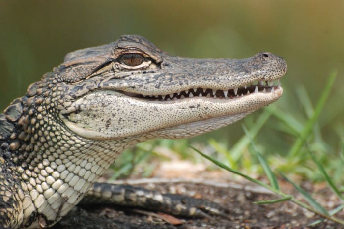 Man retrieving golf balls is attacked by alligator in pond on Florida ...