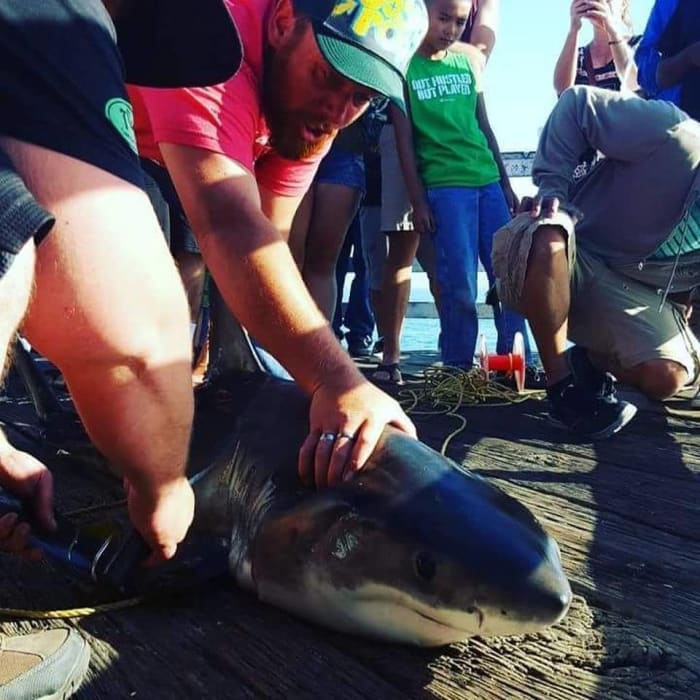 Great white shark caught illegally on Pismo Beach Pier; wardens seek ...