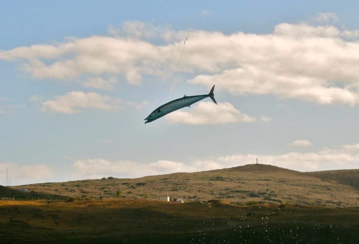 Rare footage shows 'ballistic' wahoo leaping 30 feet high to catch bait
