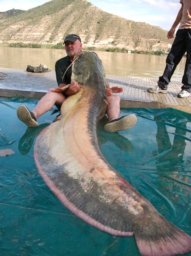 Massive albino catfish landed in Spain