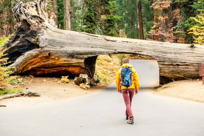 Sequoia National Park's Best Adventures and Tree Therapy | Men's ...