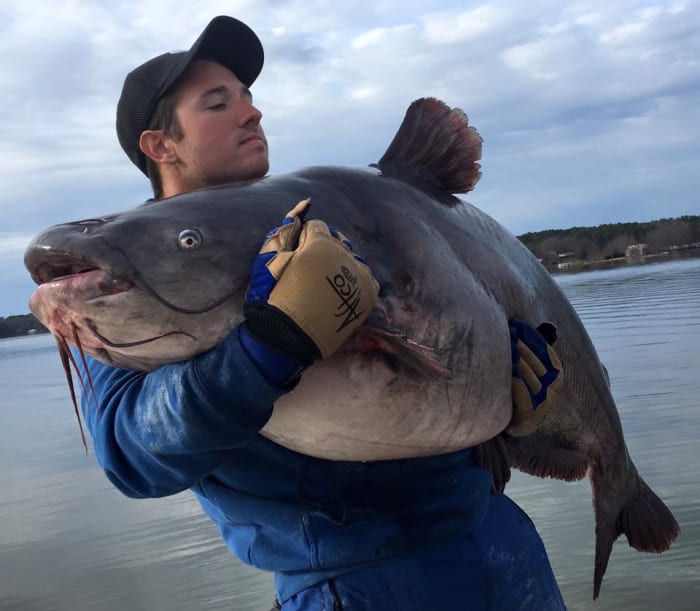 Angler sets blue catfish record, then breaks own record the next day