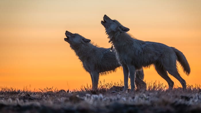 Nat Geo Photographer Ronan Donovan on Tracking Arctic White Wolves