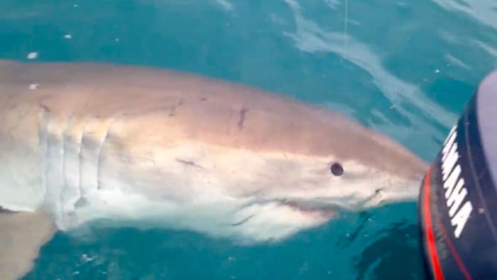 Great white shark circling boat leaves ‘shocked’ fishermen anxious