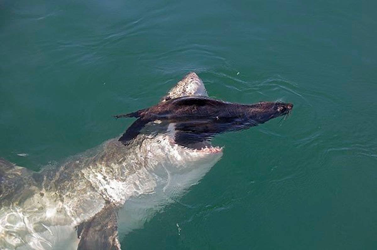 It’s official: Seals get stressed out over great white sharks