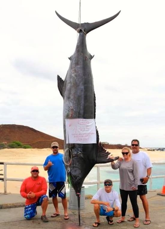 1,305-pound blue marlin is largest ever caught by a woman; a probable ...