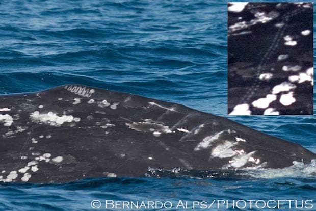 Mysterious gray whale scars baffle experts