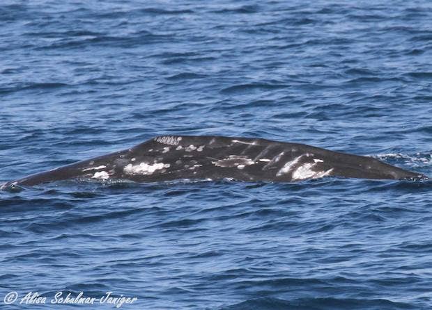 Mysterious gray whale scars baffle experts