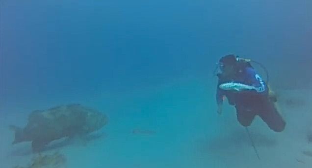 Goliath grouper attacks diver, steals his fish