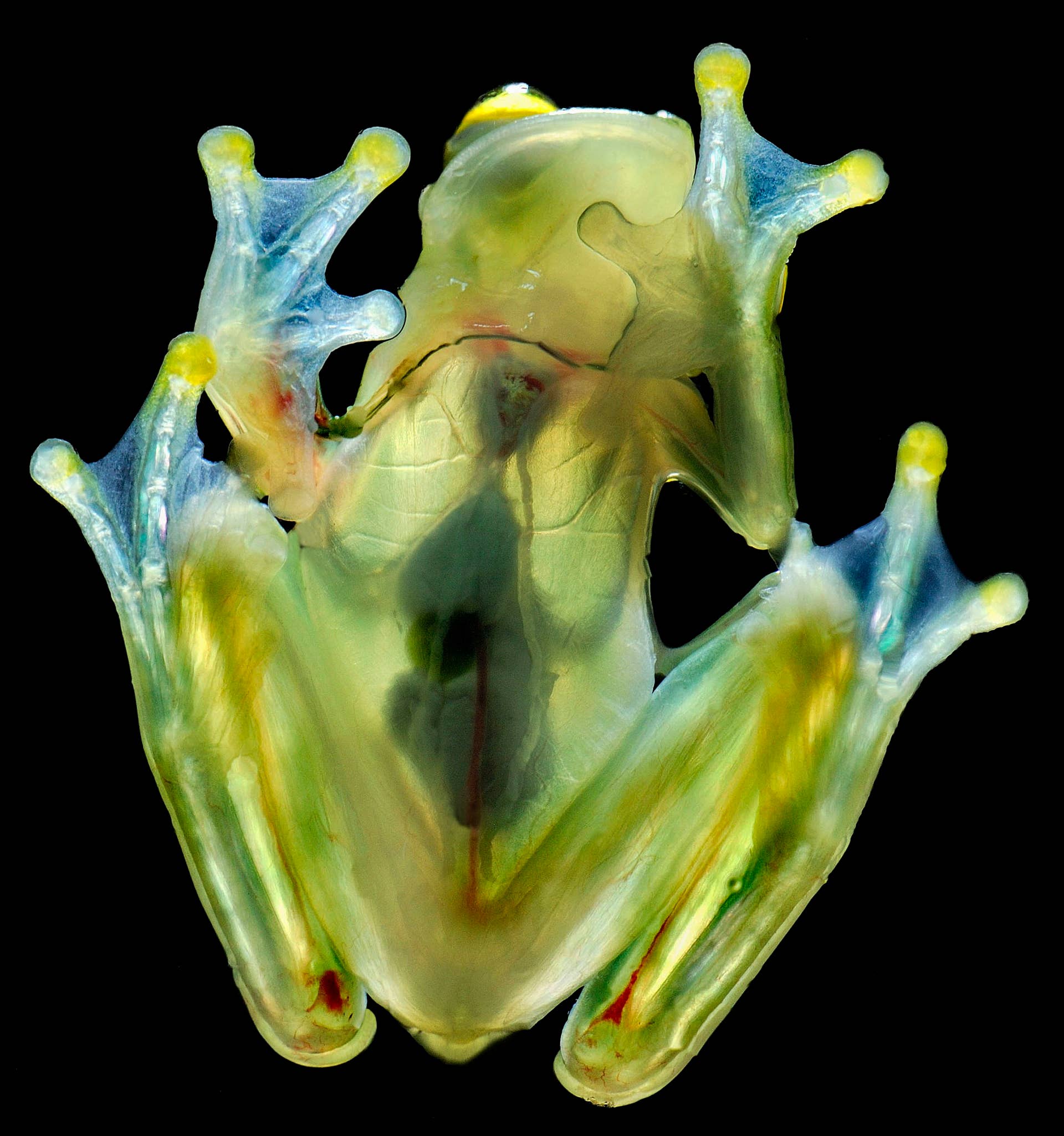 7 transparent animals found in nature