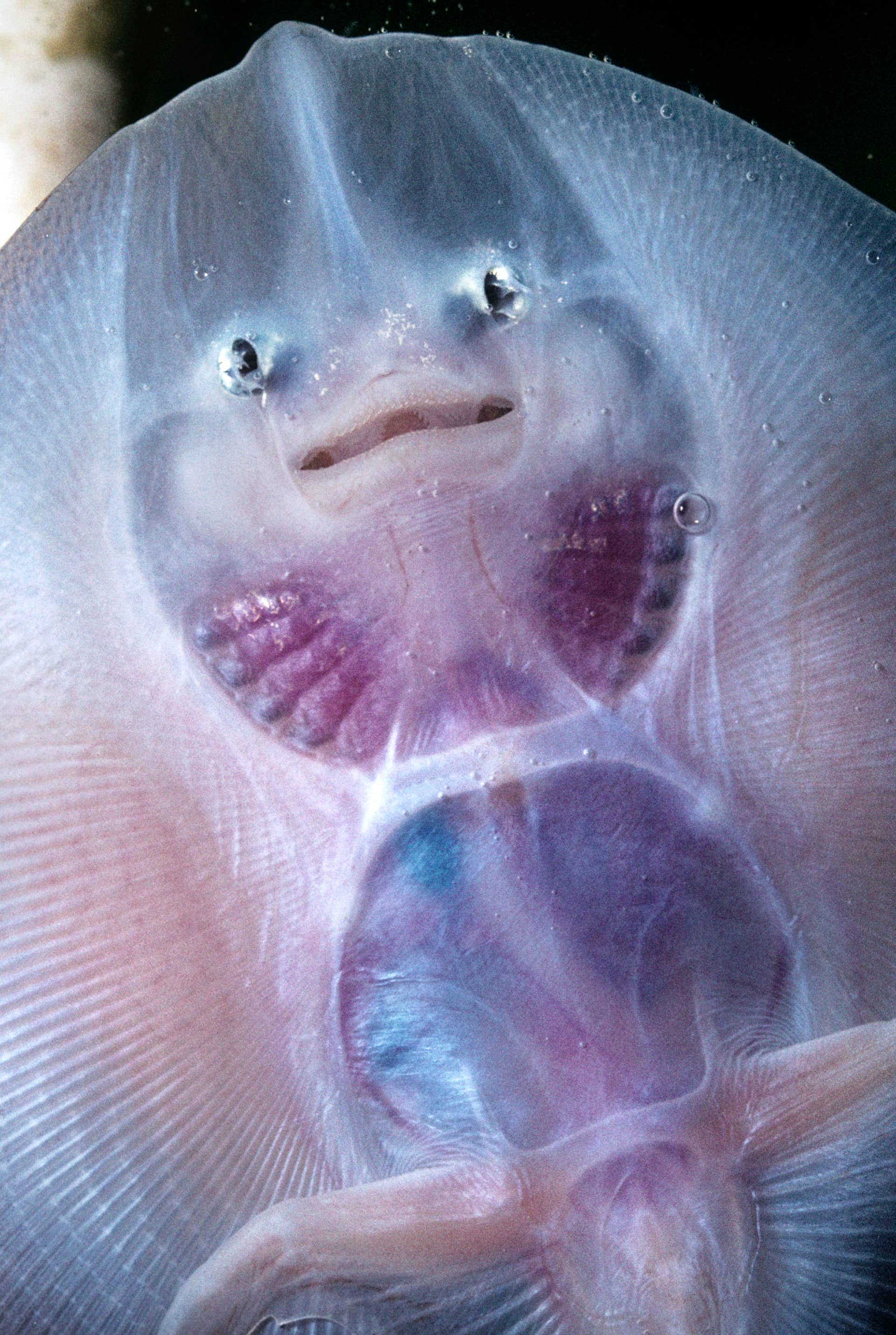 7 transparent animals found in nature