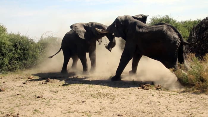 Raging elephants fighting in Botswana captured in dramatic video