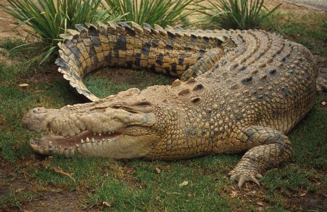Saltwater Crocodiles Eating Sharks In Oz? - Men's Journal