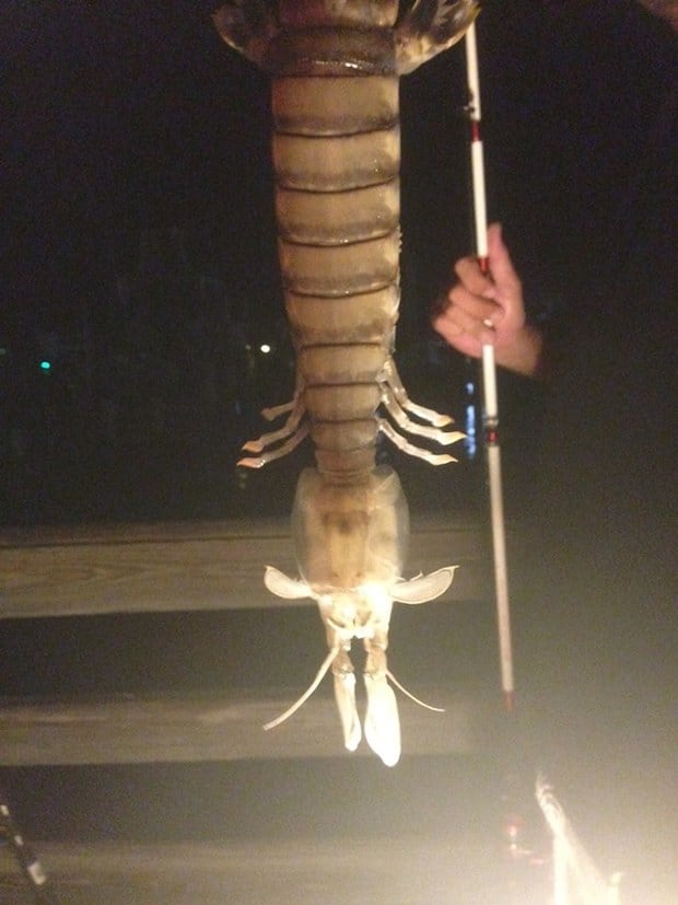 Shrimp-like creature is quite the catch - Men's Journal