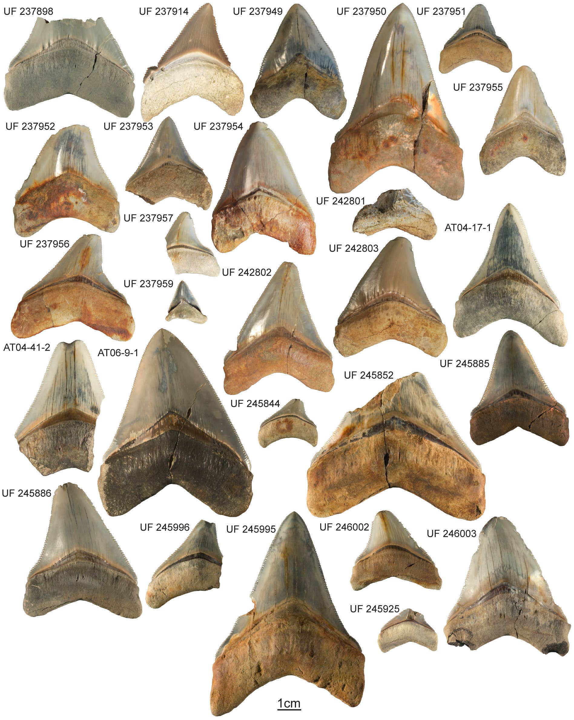 Megalodon shark extinction unrelated to climate change; new reasons ...