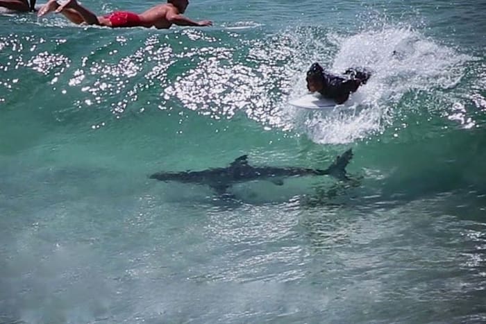 Shark swims into wave and under oblivious surfer in close encounter