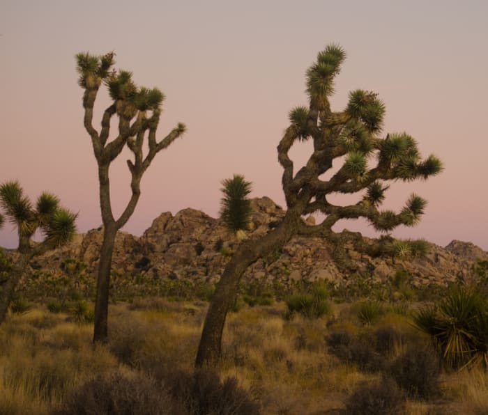 Joshua Tree National Park: Tips for First-Time Visitors | Men's Journal