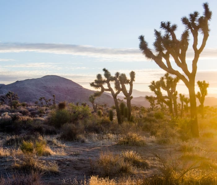 Joshua Tree National Park: Tips for First-Time Visitors | Men's Journal