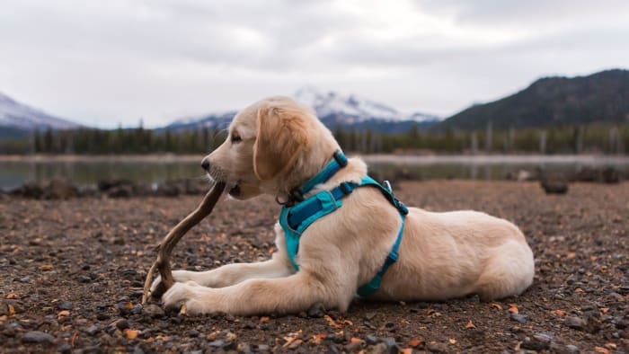 A Travel Guide to 5 of the Best Dog-Friendly Cities in the U.S.