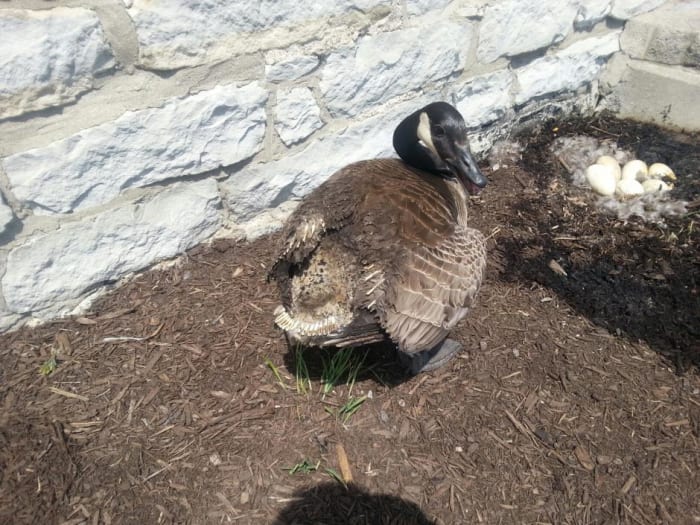 Canada goose sits on burning nest to protect eggs