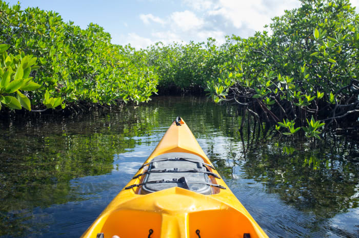 Kayaking the Caribbean's Mangrove Forests of Grand Cayman