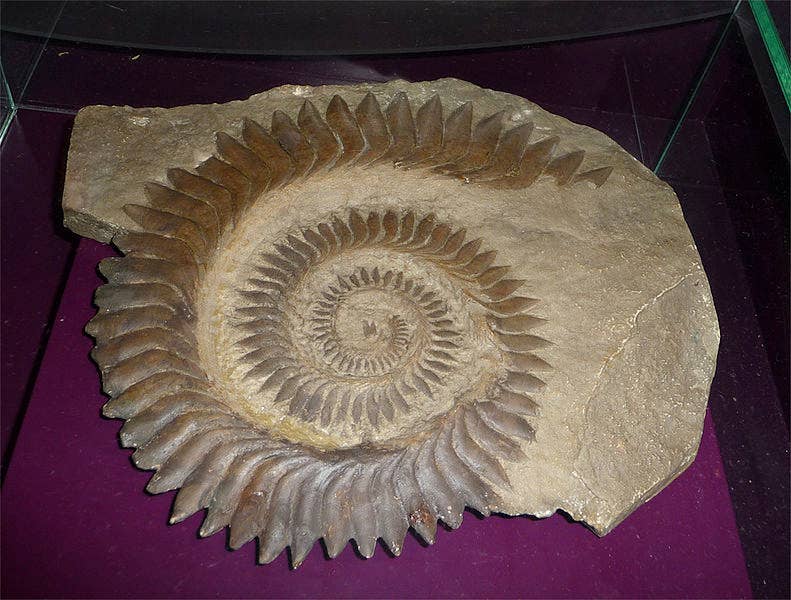 Buzz saw teeth of a Helicoprion are explained - Men's Journal