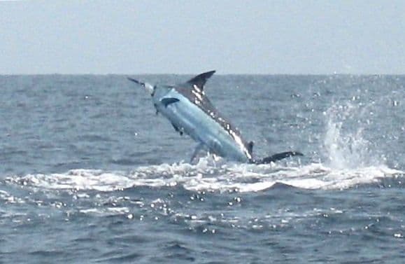Black marlin attacks, kills woman snorkeler in Indonesia