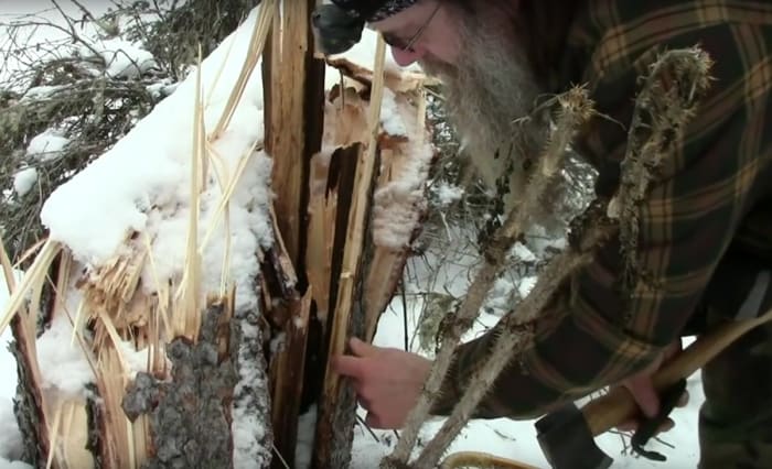 A guide to finding 'fatwood' and how to use it for fire-starting