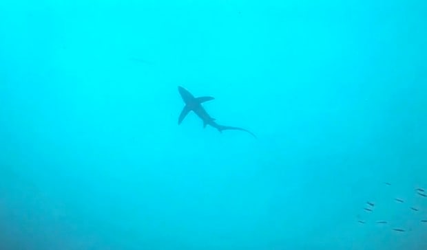 Rare footage reveals that thresher sharks hunt by slapping fish with ...