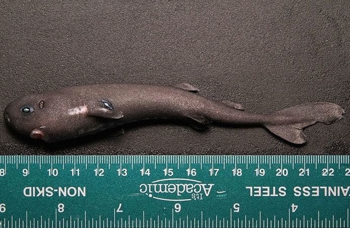 Pocket shark discovery is only the second ever seen