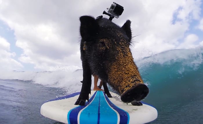 The list of surfing animals is growing ... and getting weirder