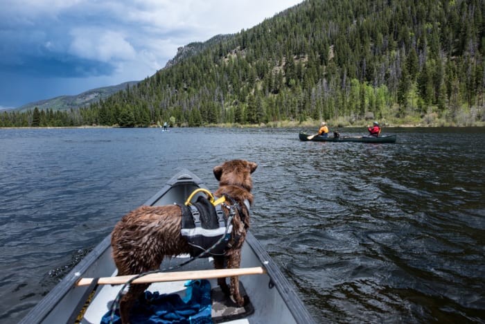 Essential Guide to Canoeing and Kayaking with Dogs