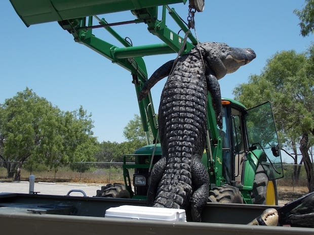 Texas hunter bags 800-pound alligator, a state record