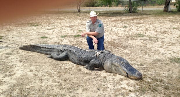 Texas hunter bags 800-pound alligator, a state record