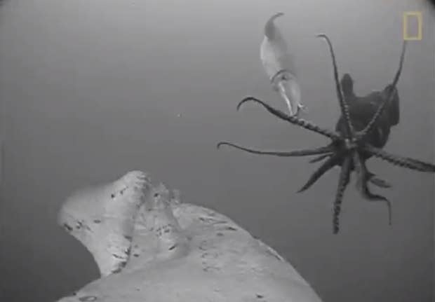 Decoding the language of Humboldt squid