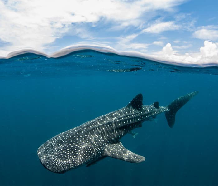 Australia Travel Guide: The Best Activities and Adventures You Can Do ...